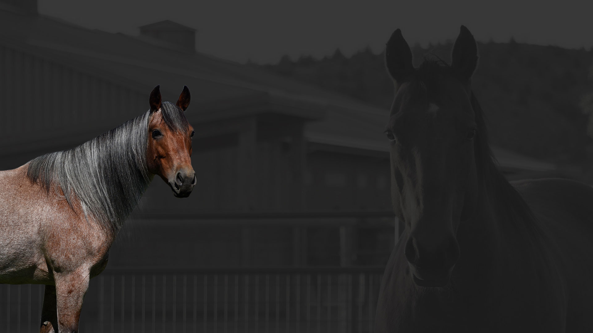 Coyote Rock Ranch | Broodmares and Prospects | Terrebonne, Oregon