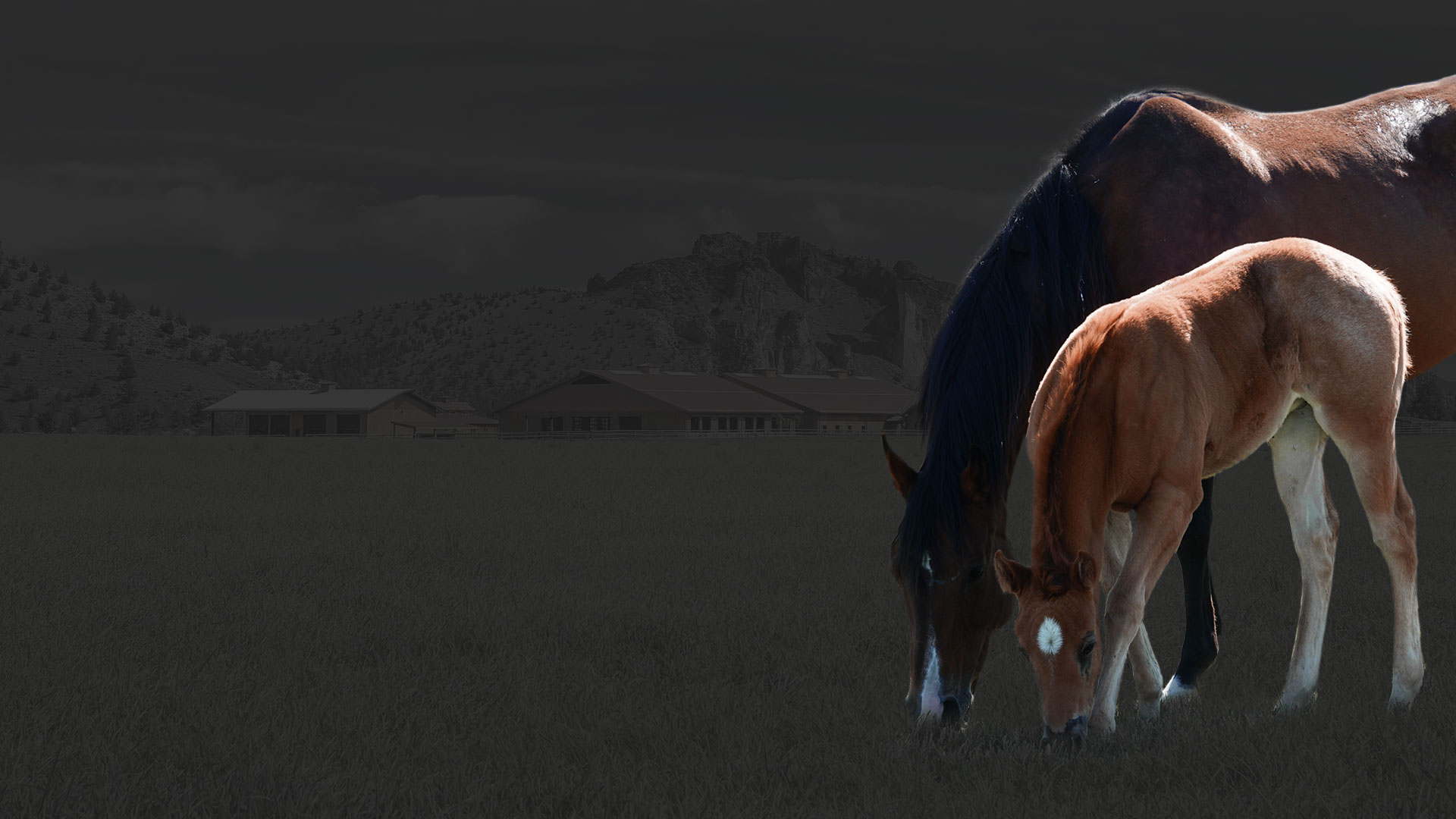 Coyote Rock Ranch | Broodmares and Prospects | Terrebonne, Oregon